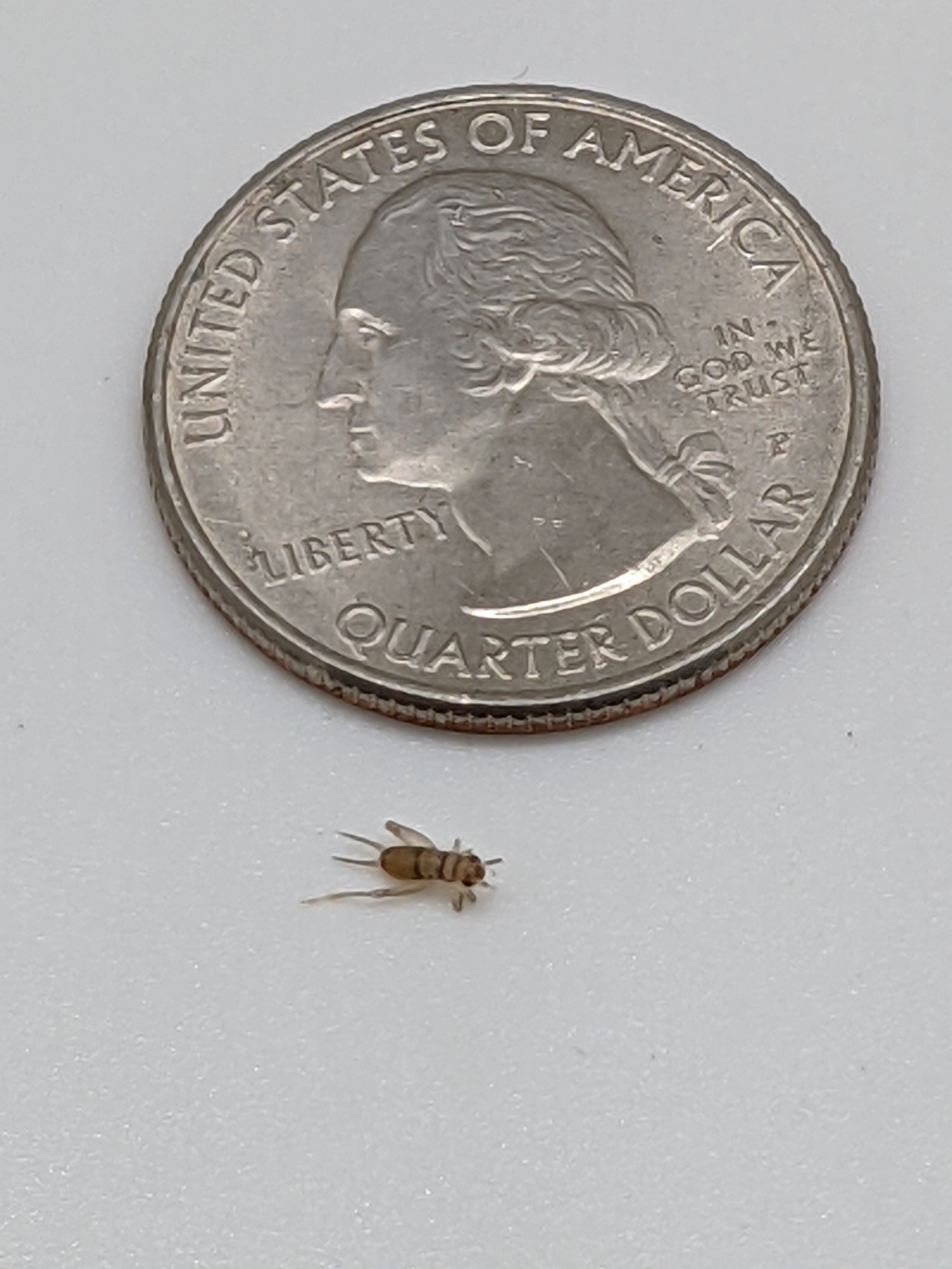 1/8" Banded Crickets – Bug HQ