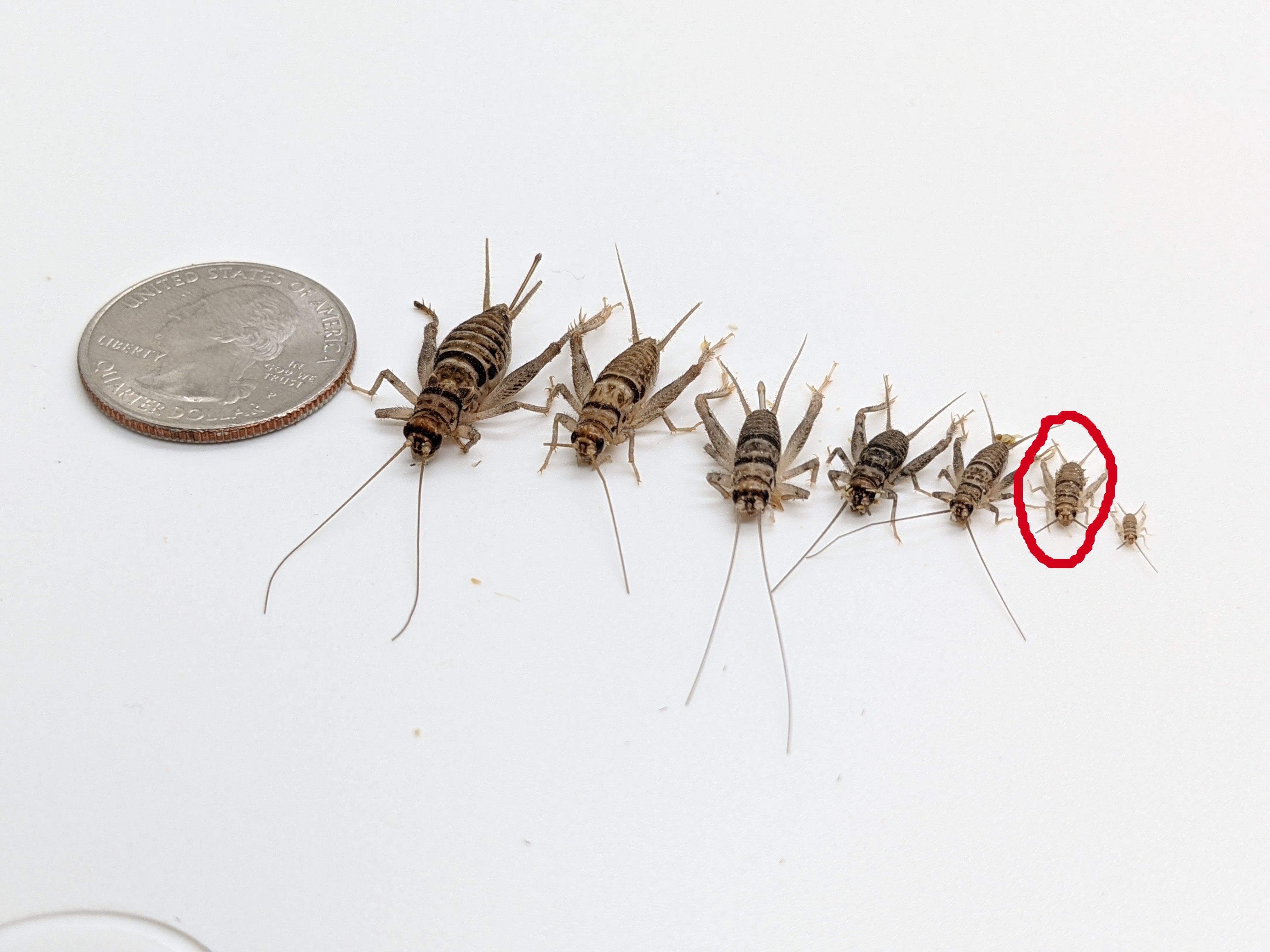 3/8" Banded Crickets – Bug HQ